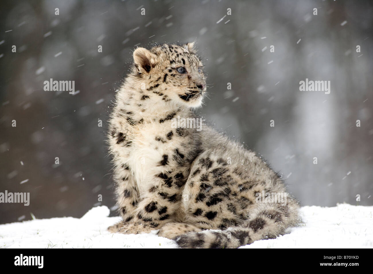 Pair of snow leopard cubs hi-res stock photography and images - Alamy