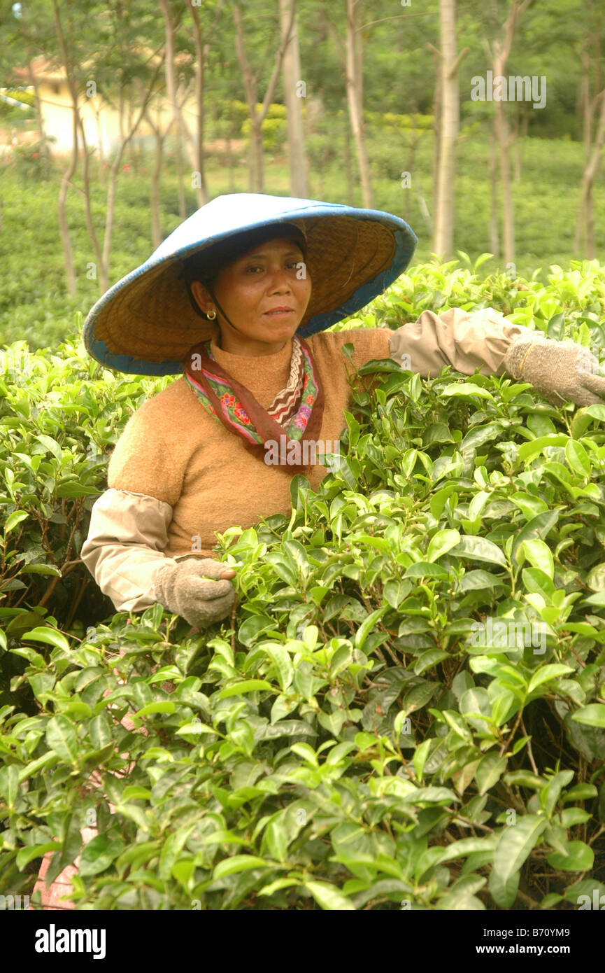 A lady at tea farm Stock Photo - Alamy