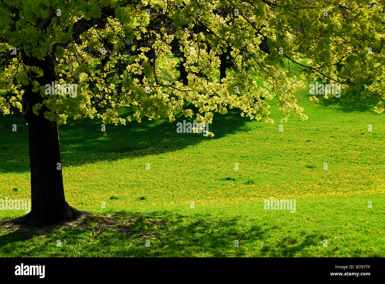 Backlit spring tree Stock Photo - Alamy