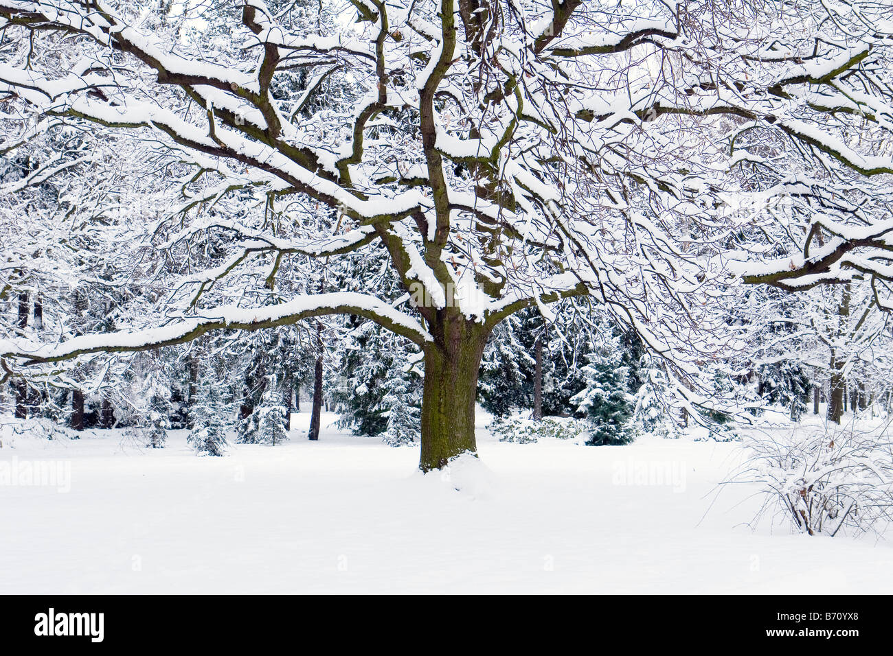 Oak tree covered with snow Stock Photo - Alamy