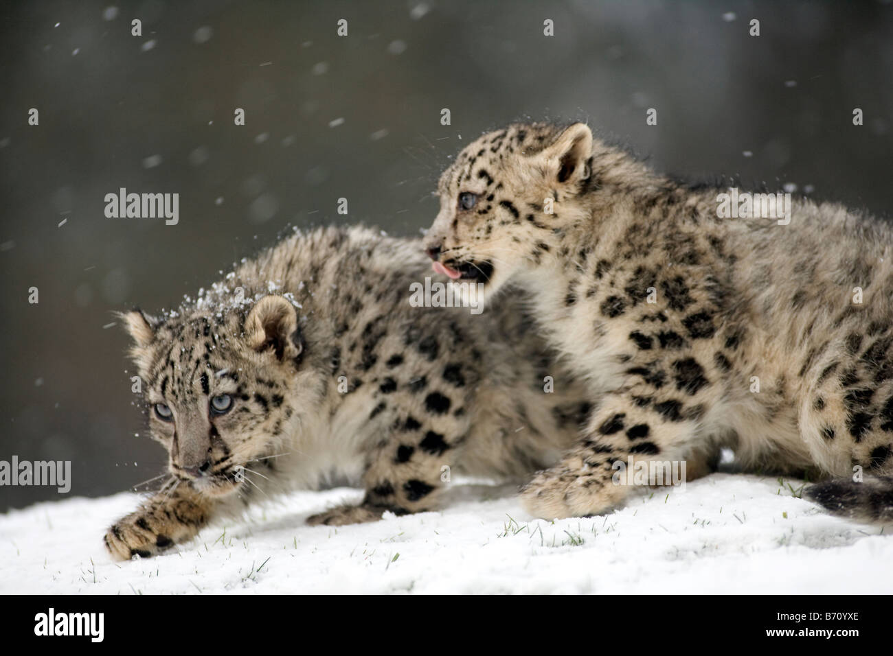 Snow Leopard Cubs in the snow Stock Photo - Alamy