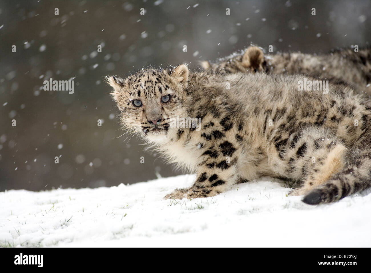Snow leopard cub hi-res stock photography and images - Alamy