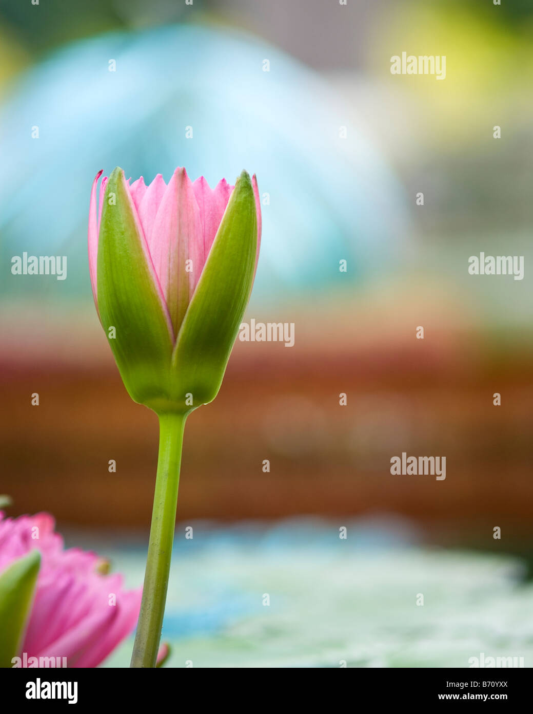 Pink Flower with Teal Background Stock Photo - Alamy