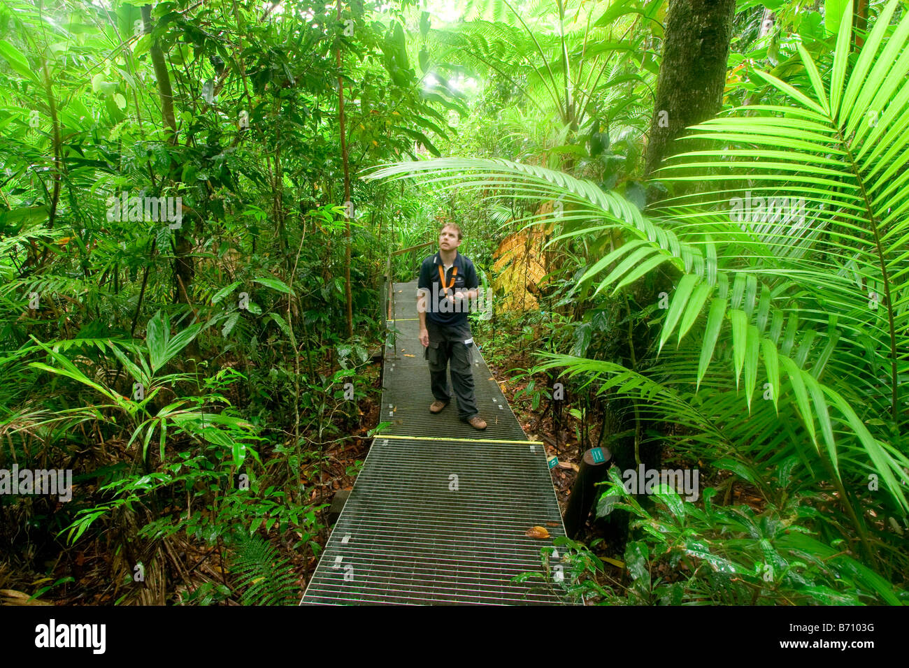Elevated Walkway Through Forest High Resolution Stock Photography and ...