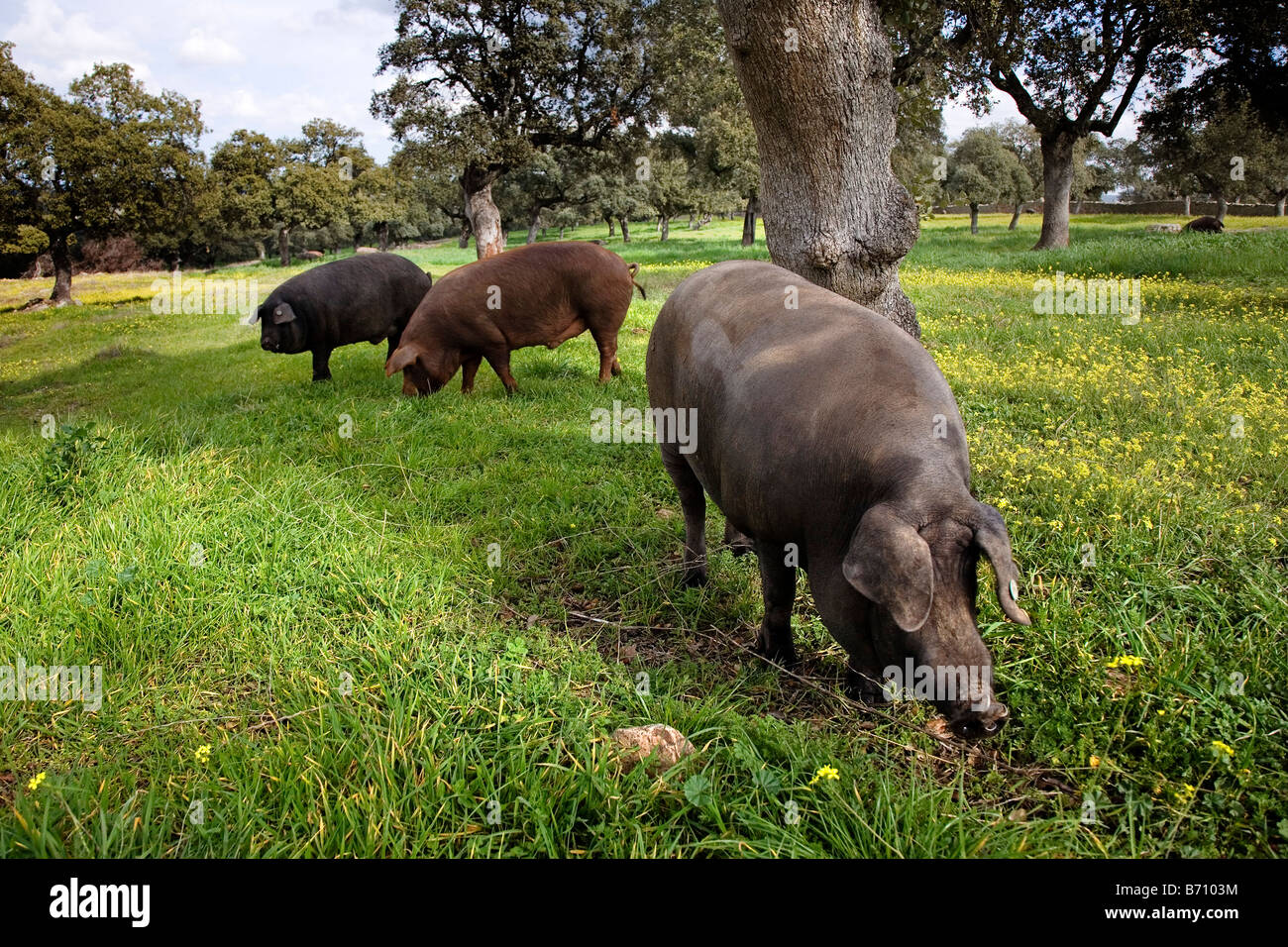 Iberian pigs in an oak forest in the valle de los Pedroches villanueva ...
