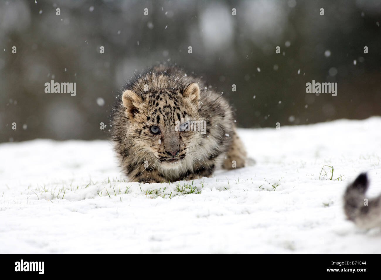 Snow Leopard Cub in the snow Stock Photo - Alamy