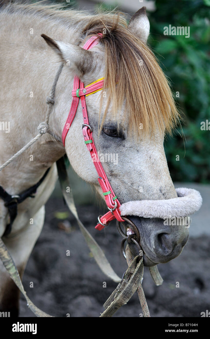 horse (Equus ferus caballus Stock Photo - Alamy