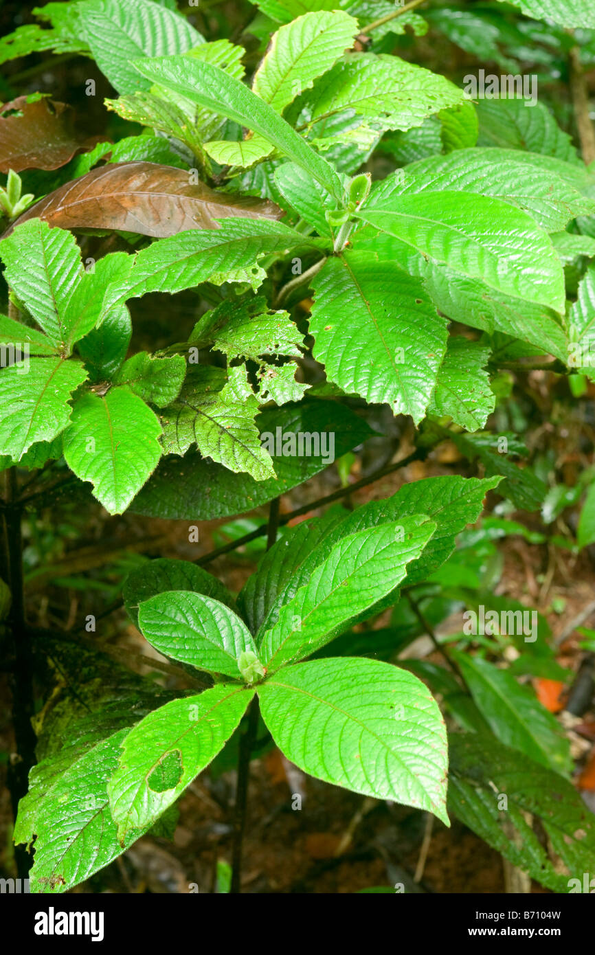 Stinging Tree High Resolution Stock Photography and Images - Alamy