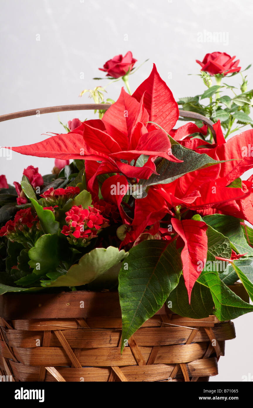 Still life of red Christmas plants in basket Poinsettia, Flaming Katie ...