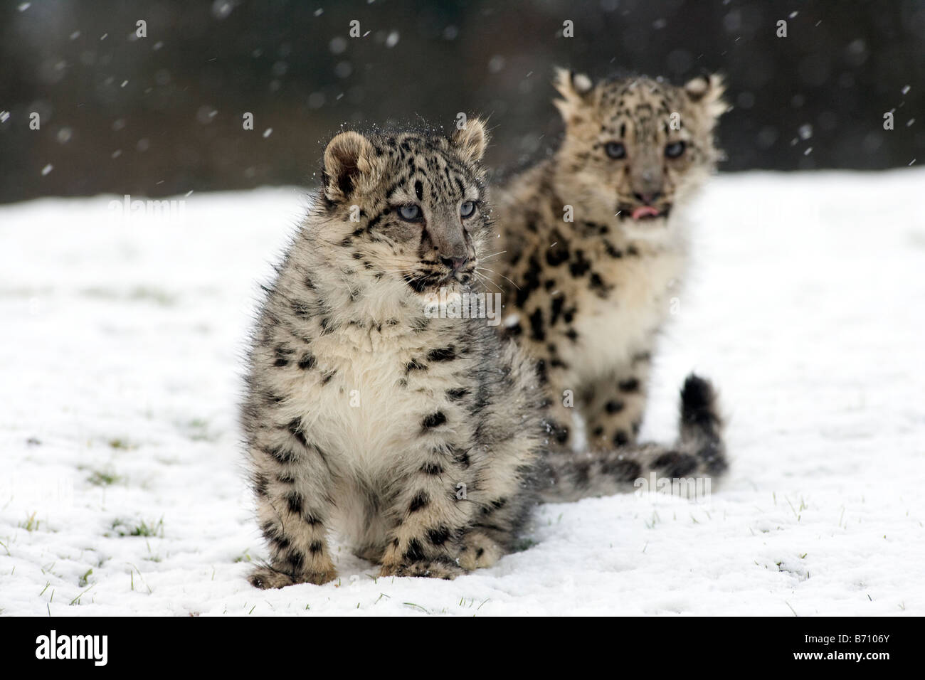 Snow Leopard Cubs Stock Photo - Alamy