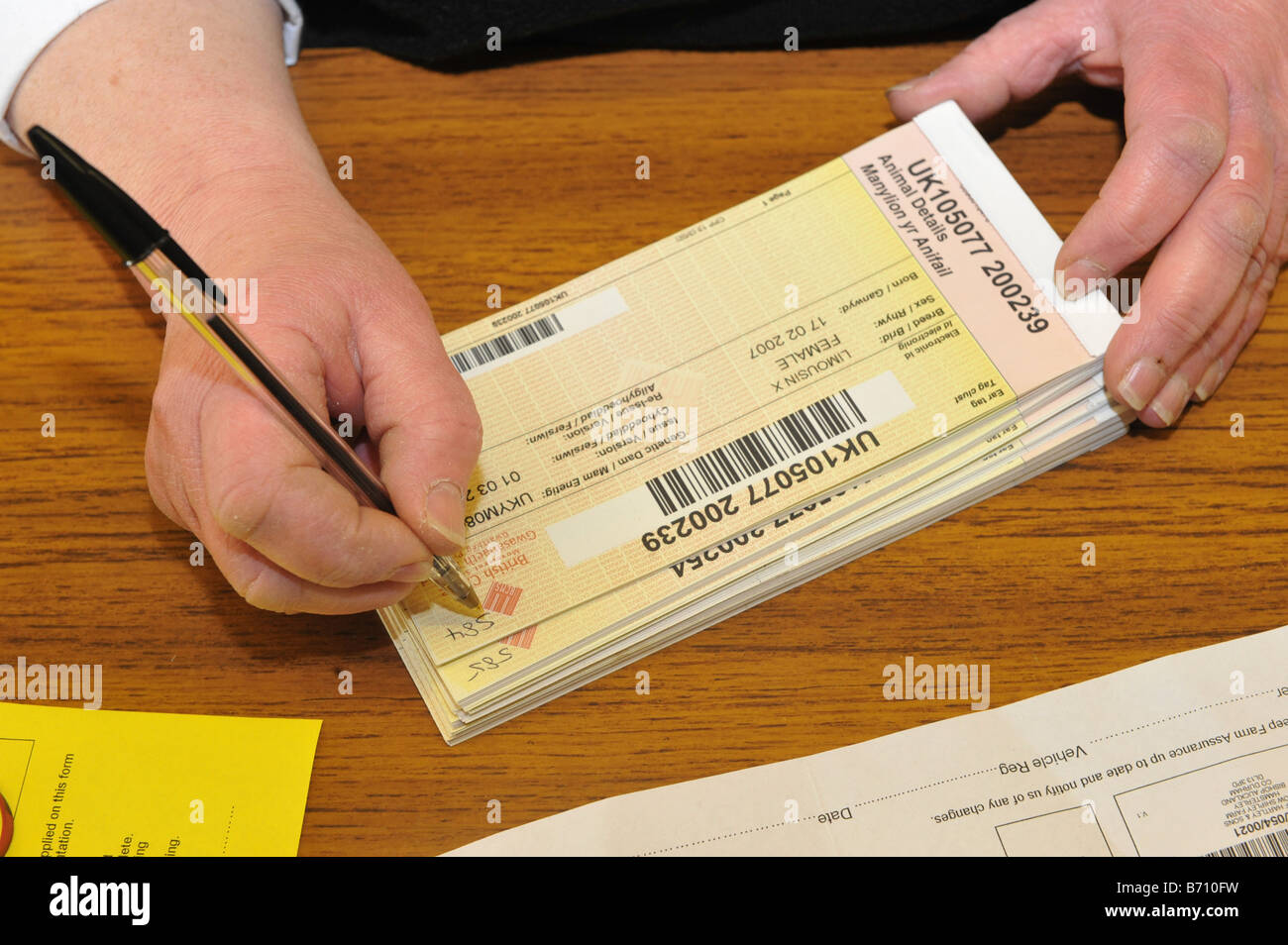 Cattle passport hi-res stock photography and images - Alamy