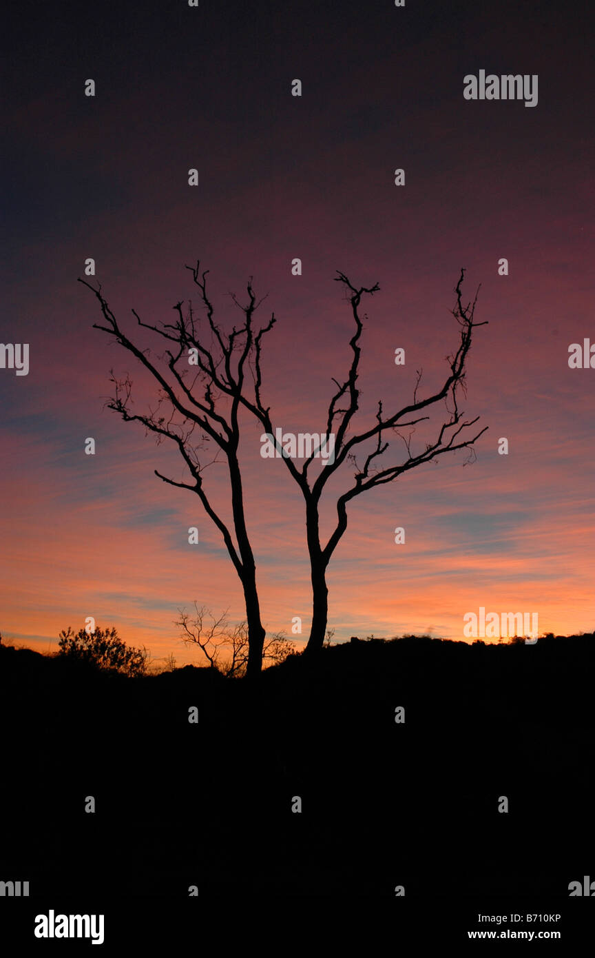 Tree silhouette in australian outback hi-res stock photography and ...