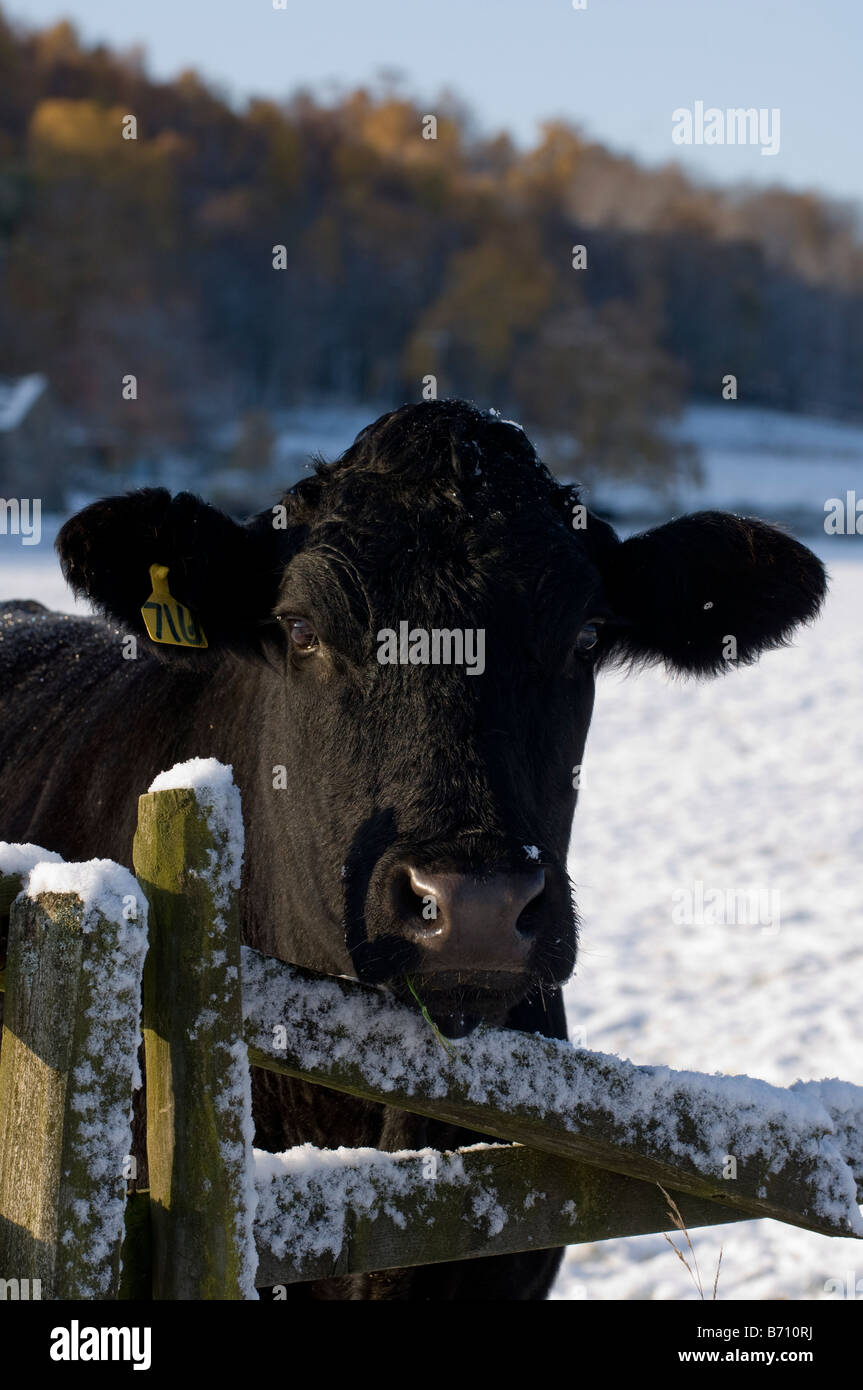 Aberdeen Angus Cow Scotland High Resolution Stock Photography and ...