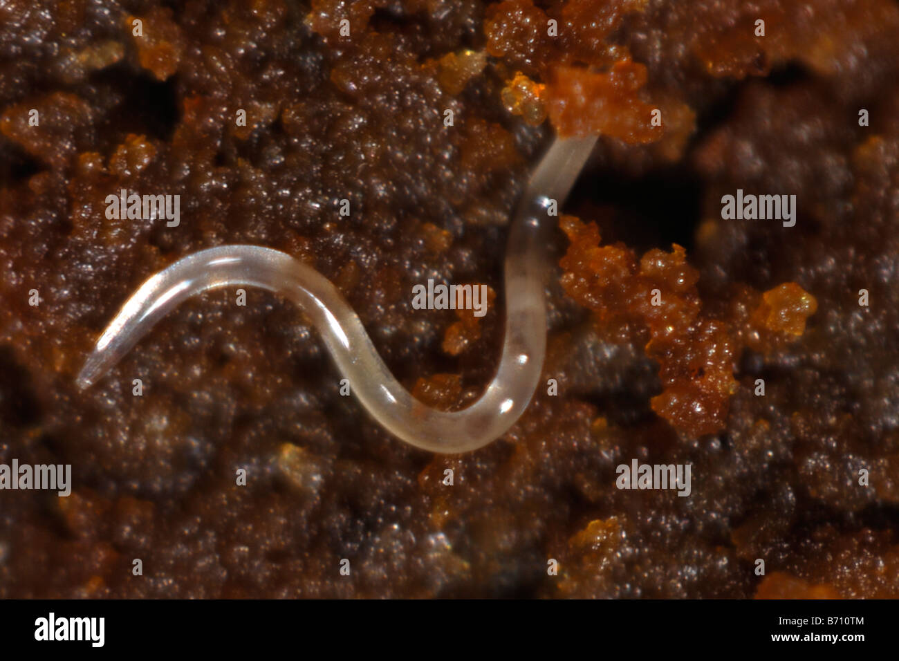 Earthworm Eel Peacock Eel (Macrognathus siamensis) | Tropical Fish Keeping