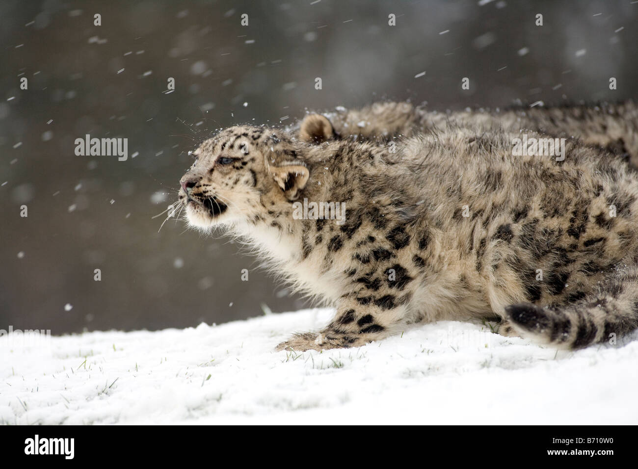 Snow Leopard Cub in the snow Stock Photo - Alamy