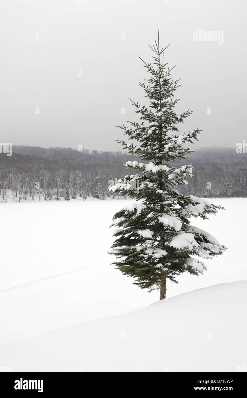 Lone fir tree Stock Photo - Alamy
