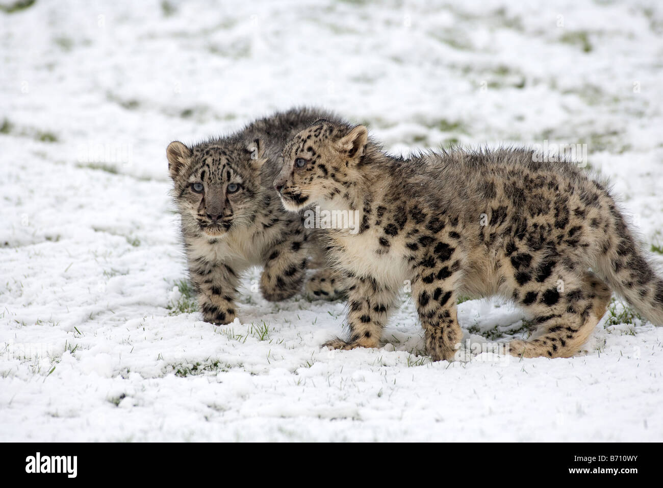 Snow Leopard Cubs in the snow Stock Photo - Alamy