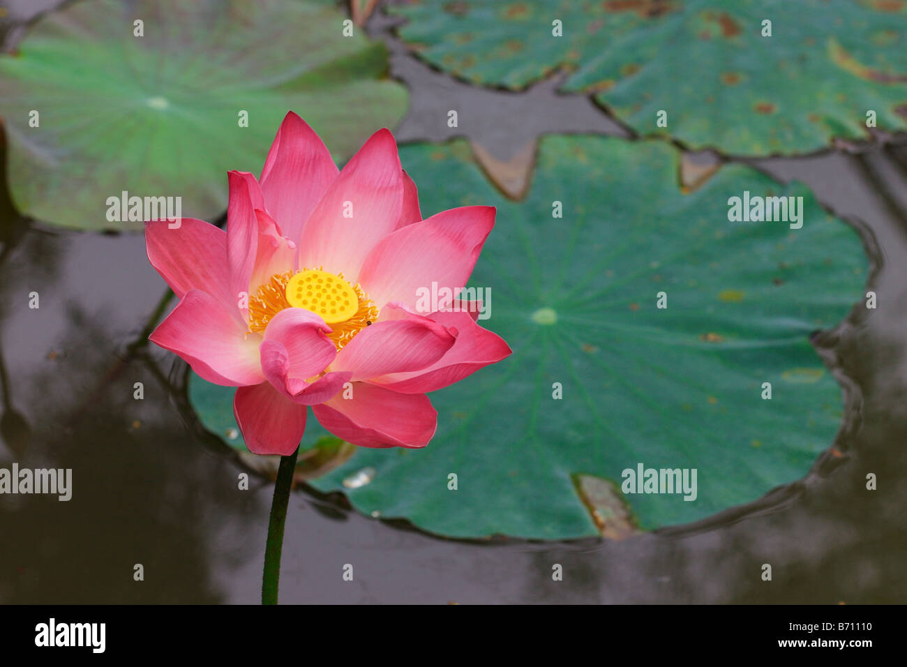 Wild bloom Lotus Flower Stock Photo - Alamy