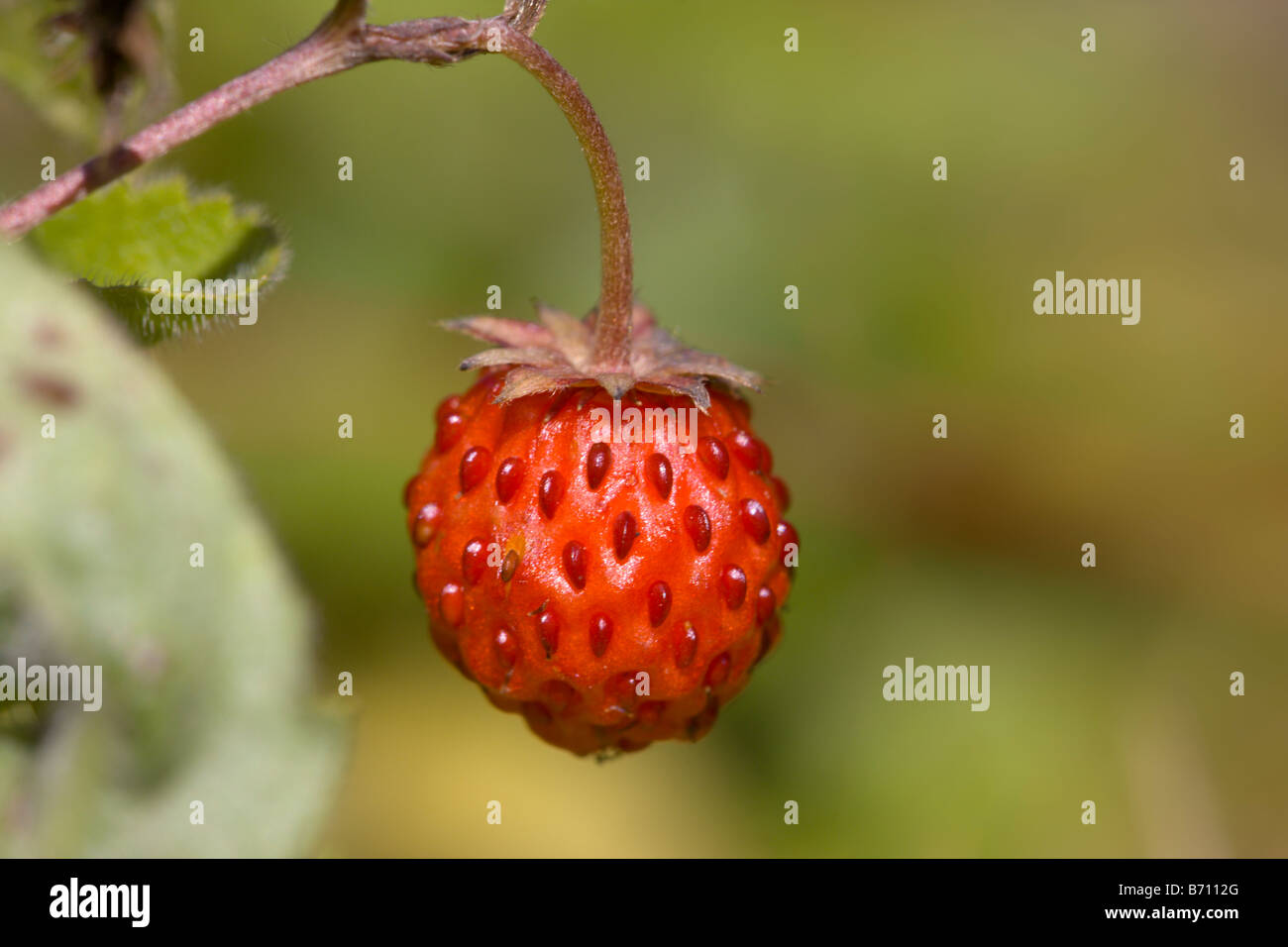 Wild alpine strawberry in the French alps Stock Photo - Alamy