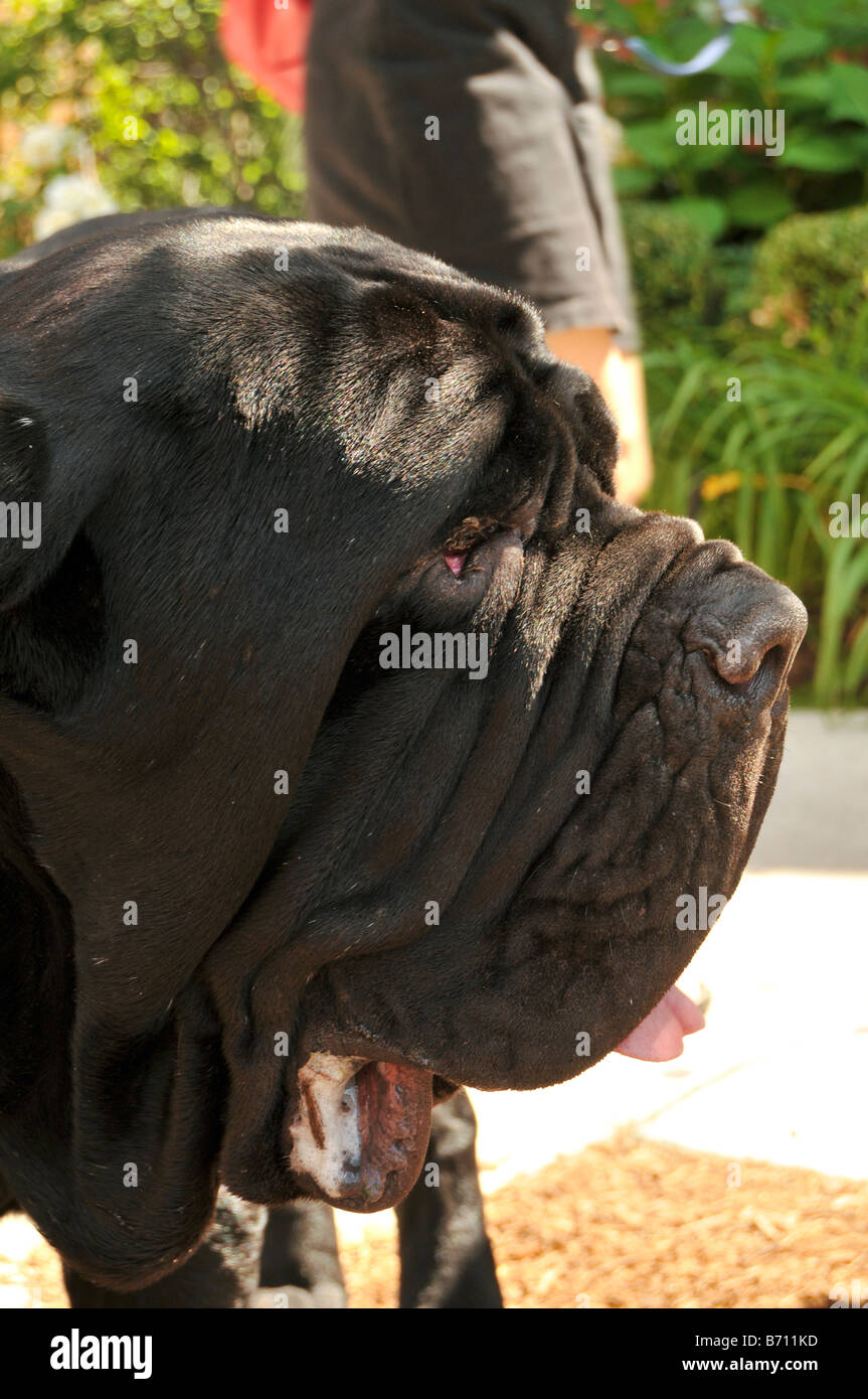 Black Mastif Head Profile Stock Photo - Alamy