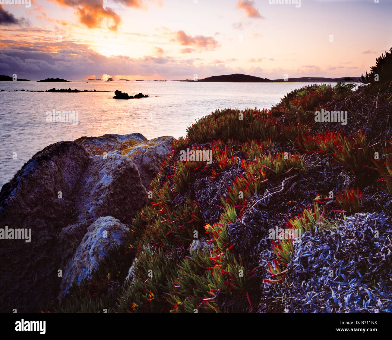 Scilly vegetation hi-res stock photography and images - Alamy