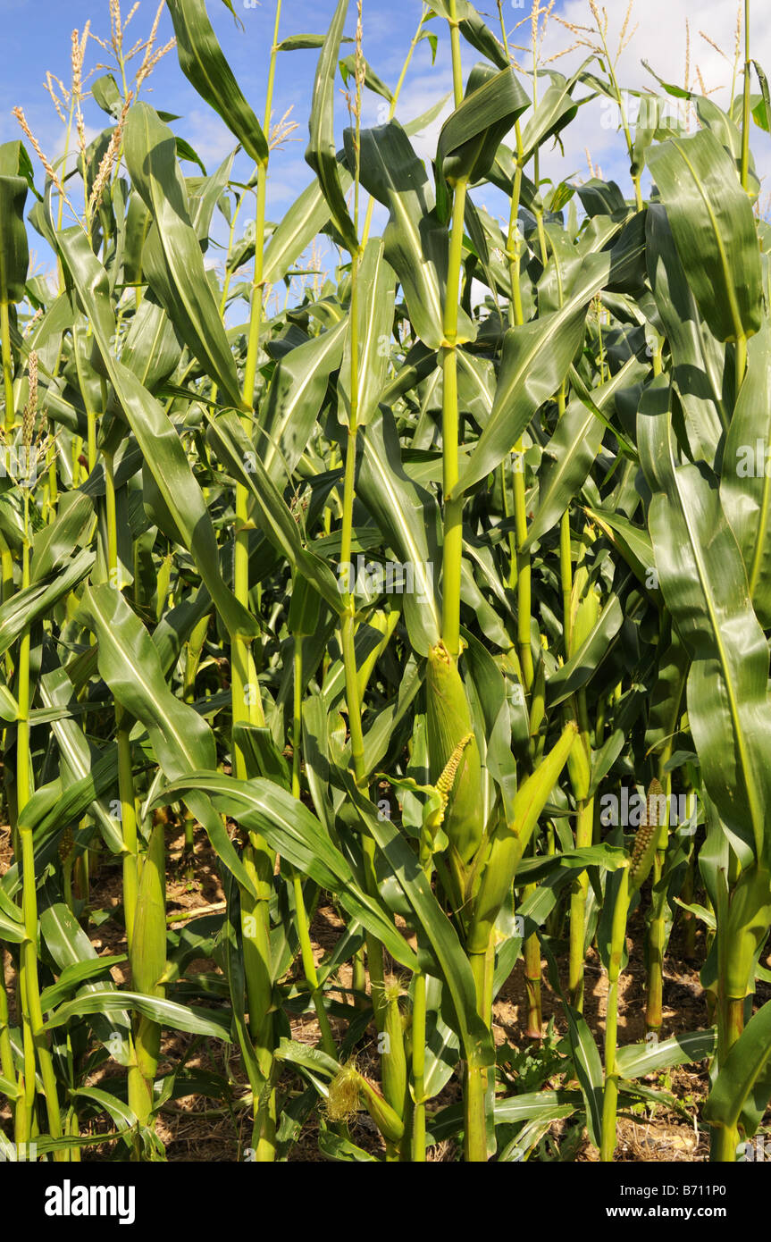 Picardie corn field France Stock Photo - Alamy