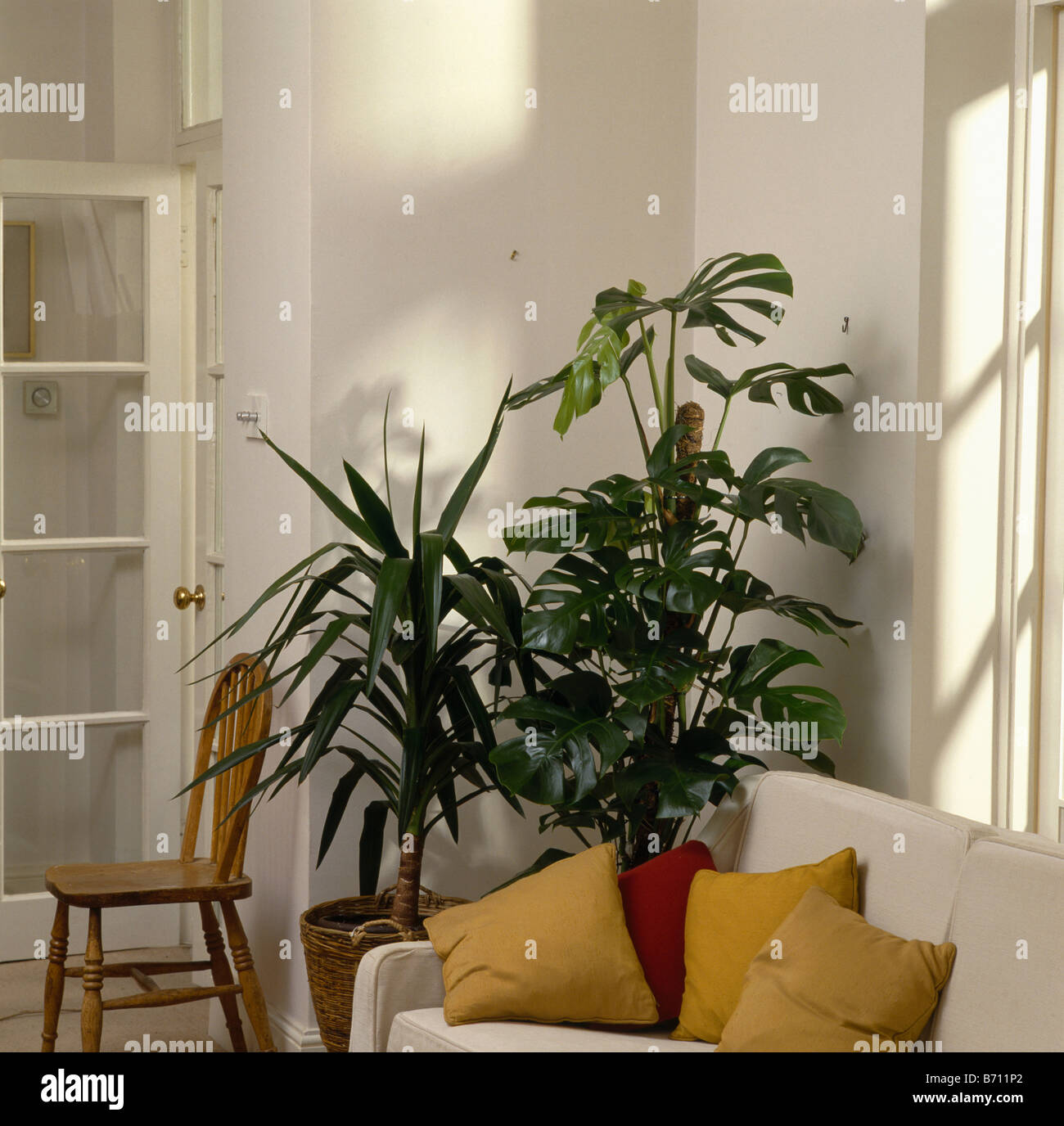 Close-up of monstera and dracaena houseplants in corner of living room ...