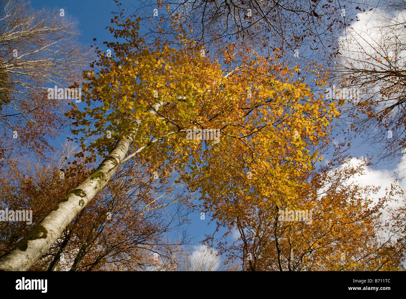 autumn colour at leball wood cornwall Stock Photo - Alamy