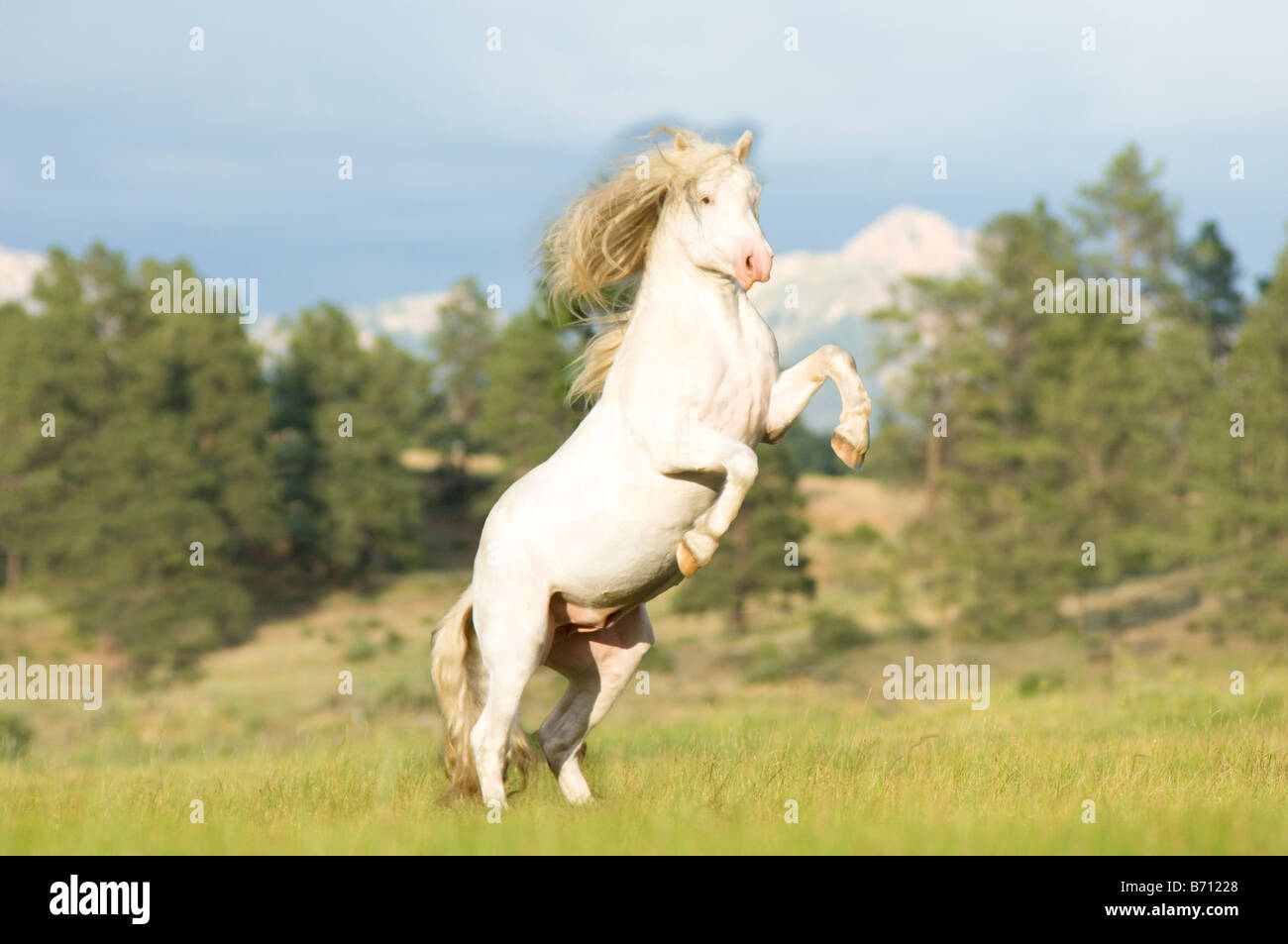 American White Draft Horse stallion rearing Stock Photo - Alamy