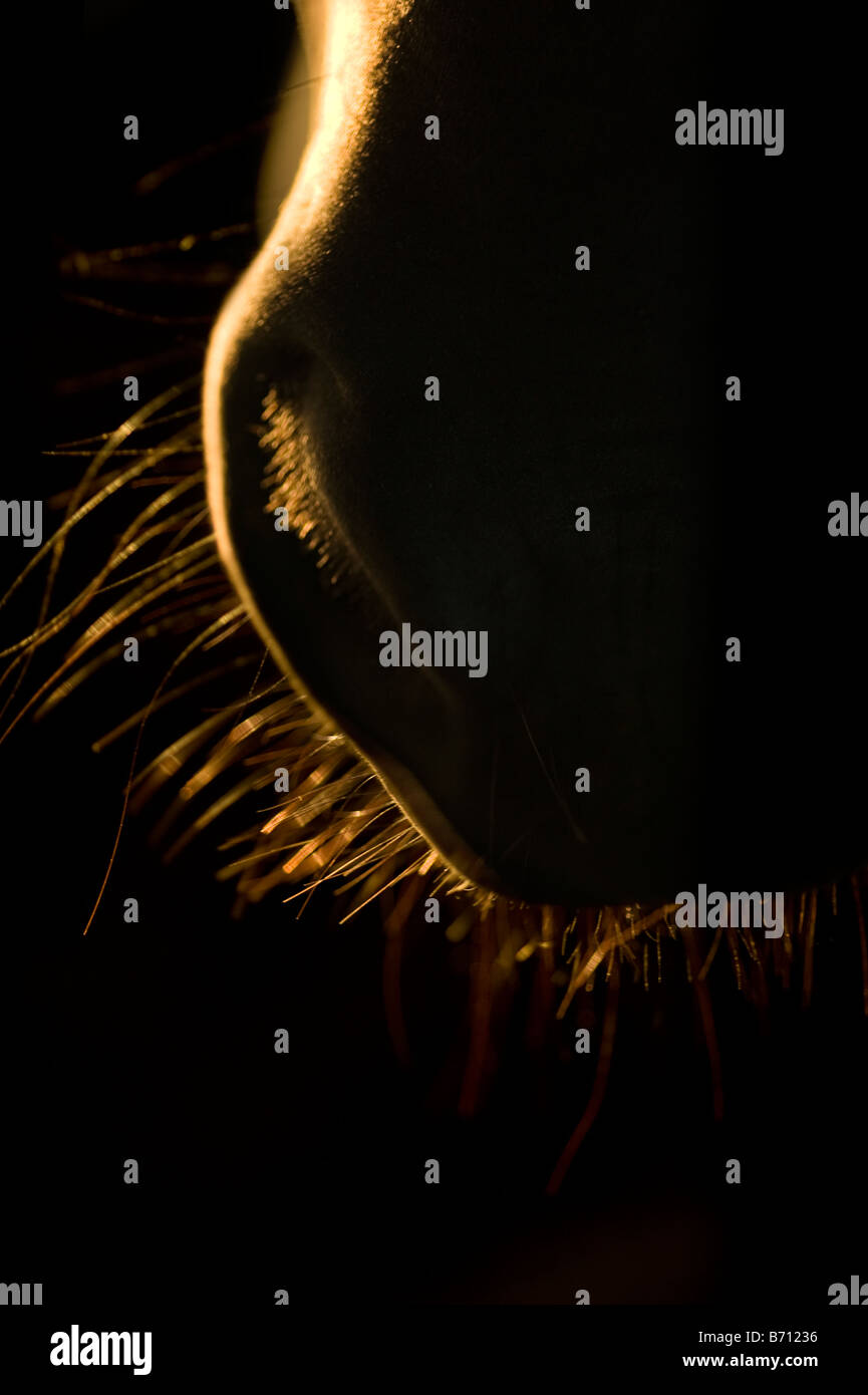 Nose outline hi-res stock photography and images - Alamy