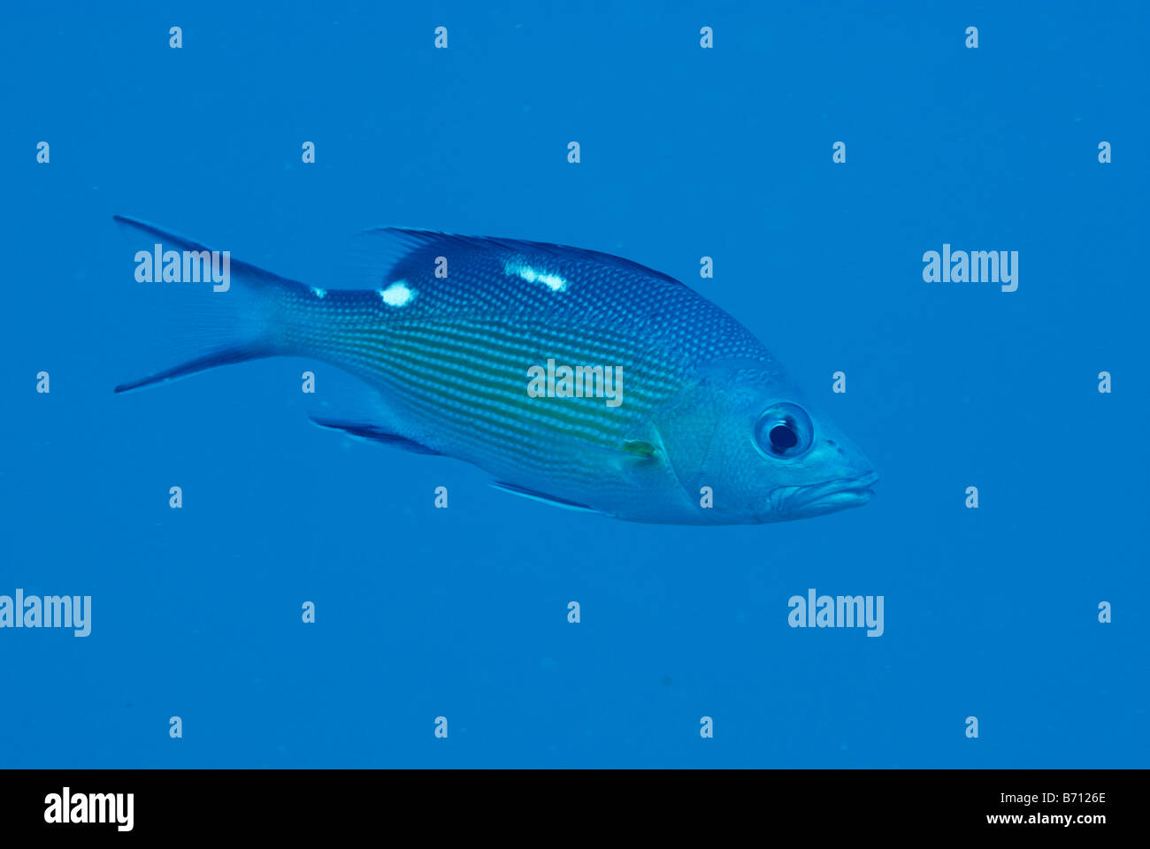 Seychelles tropical fish hi-res stock photography and images - Alamy