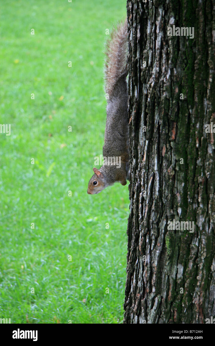 Tree for boston hi-res stock photography and images - Alamy