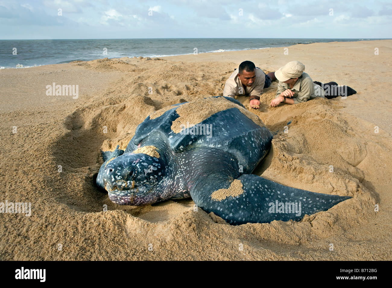 Suriname, Matapica National Park. Leatherback turtle laying eggs ...