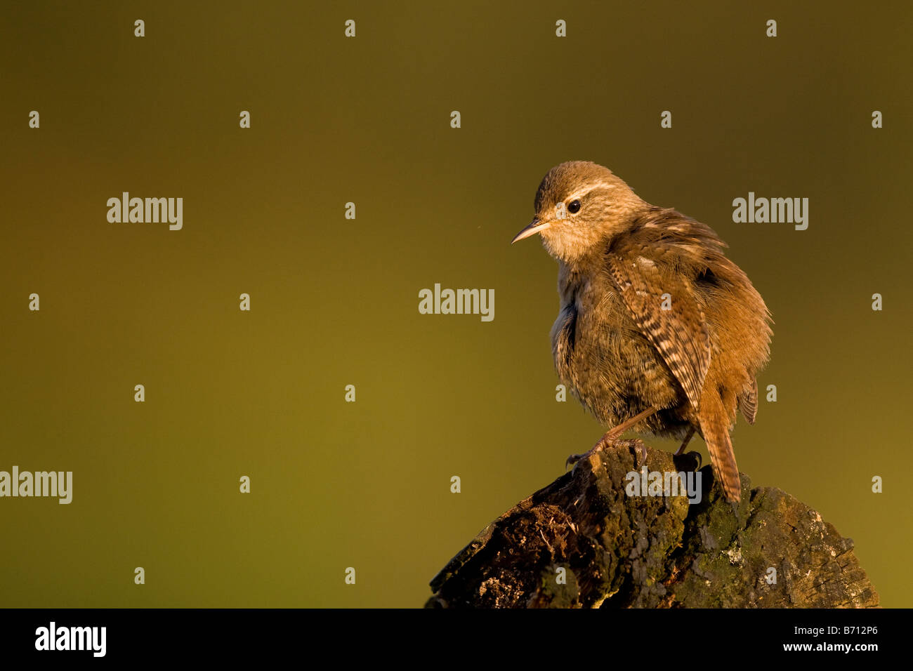 Wren fluffy hi-res stock photography and images - Alamy