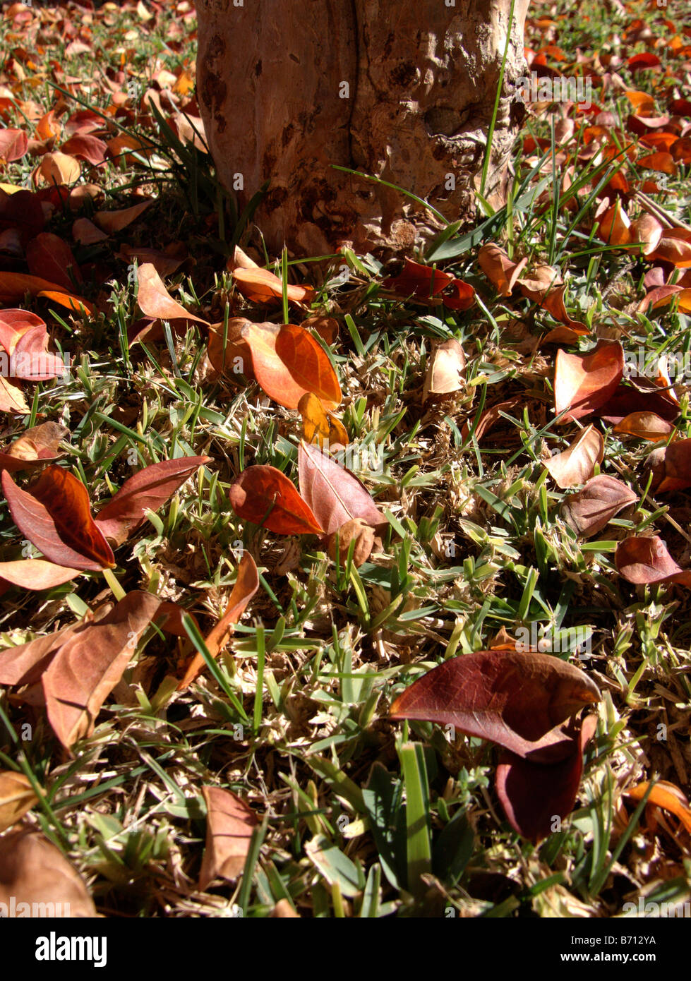 Autumn leaves over the grass Stock Photo - Alamy