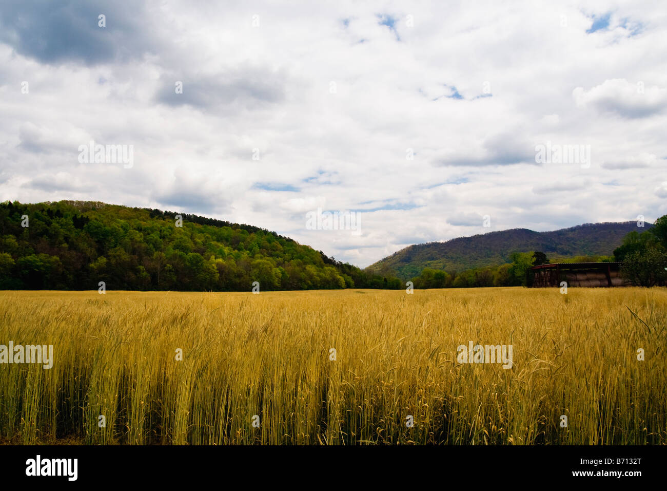 Field rye ready harvest hi-res stock photography and images - Alamy