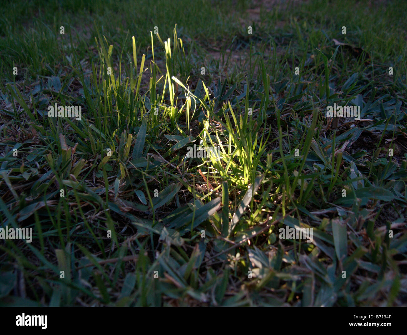 Ray of light on the grass Stock Photo - Alamy
