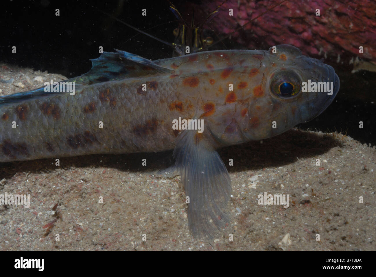 Leopard spotted goby hi-res stock photography and images - Alamy