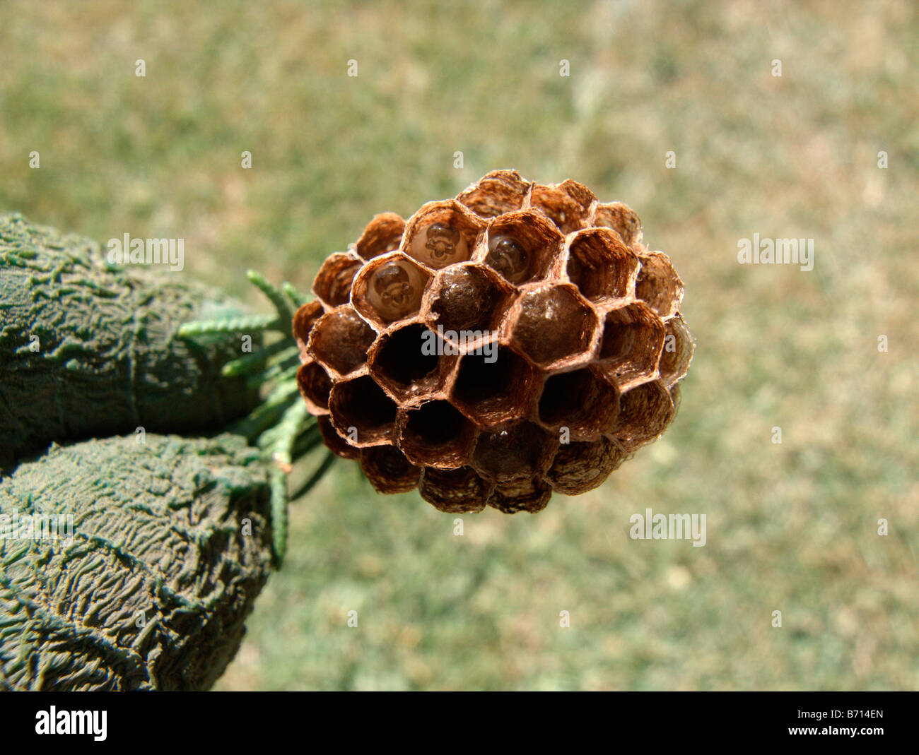 Wasp's larvae inside a little nest Stock Photo - Alamy