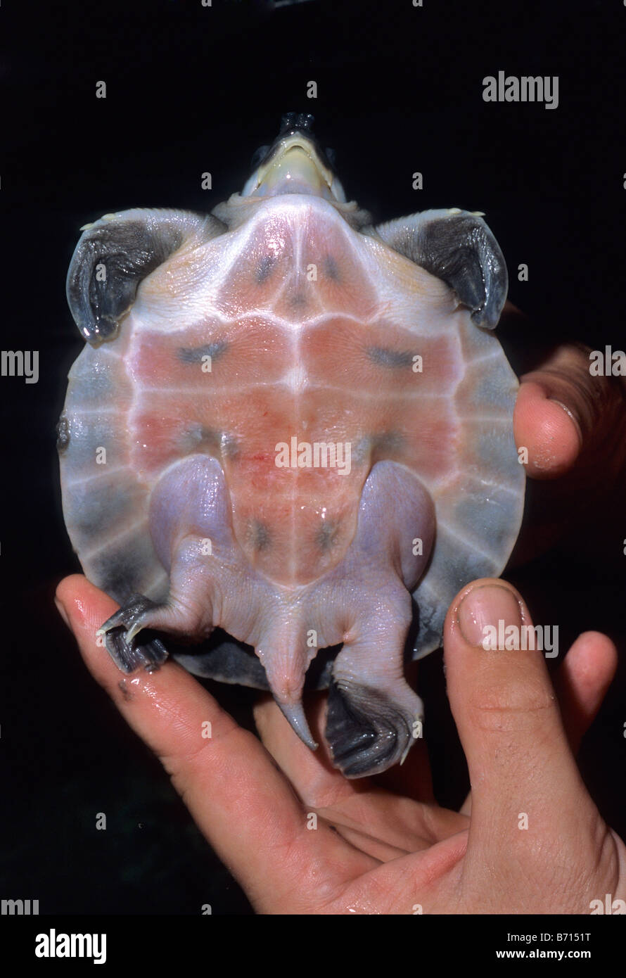 Pig-nose Turtle, Carettochelys insculpta, Carettochelyidae Stock Photo ...