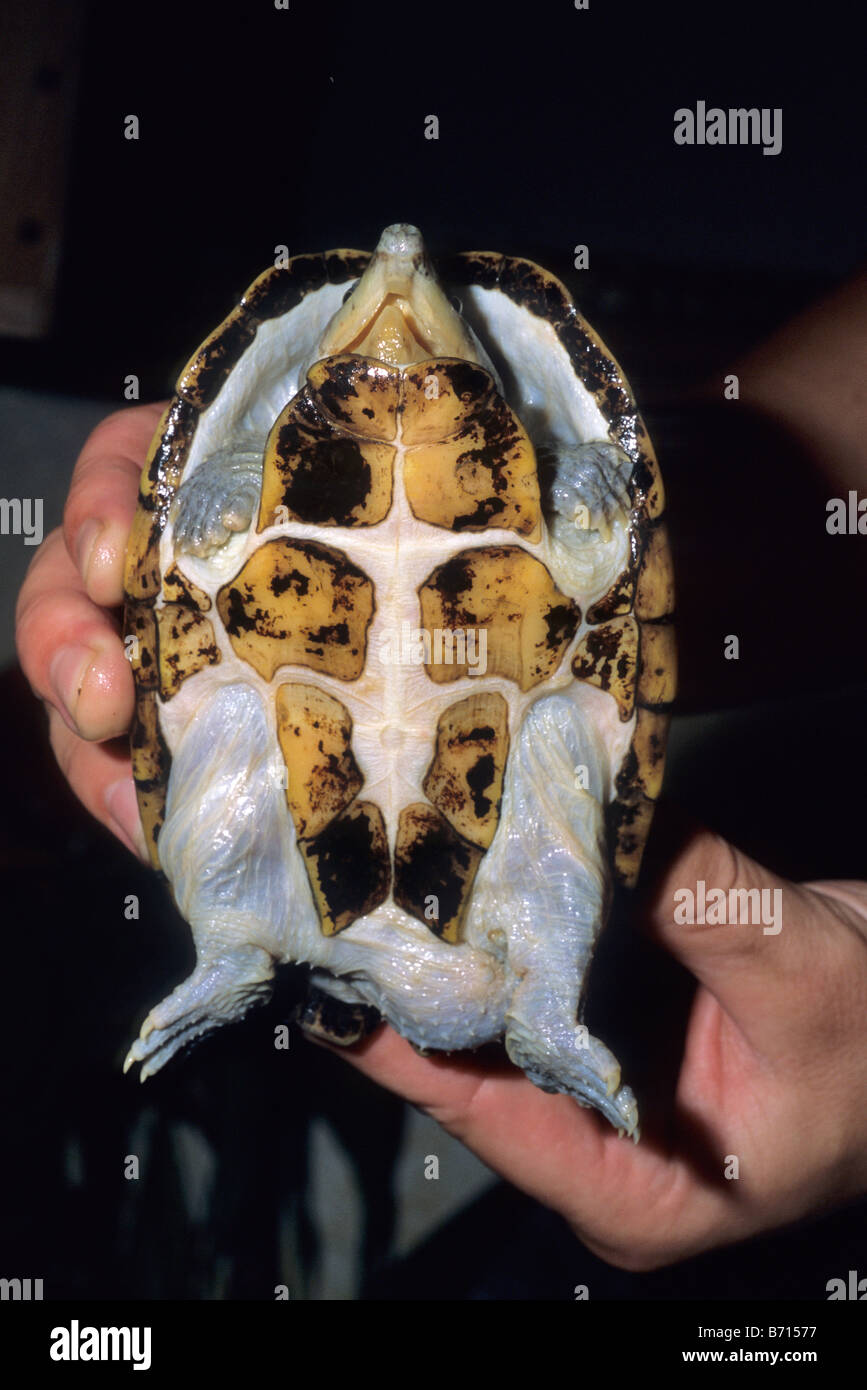Narrow-bridged Musk Turtle, Claudius angustatus, Kinosternidae Stock ...