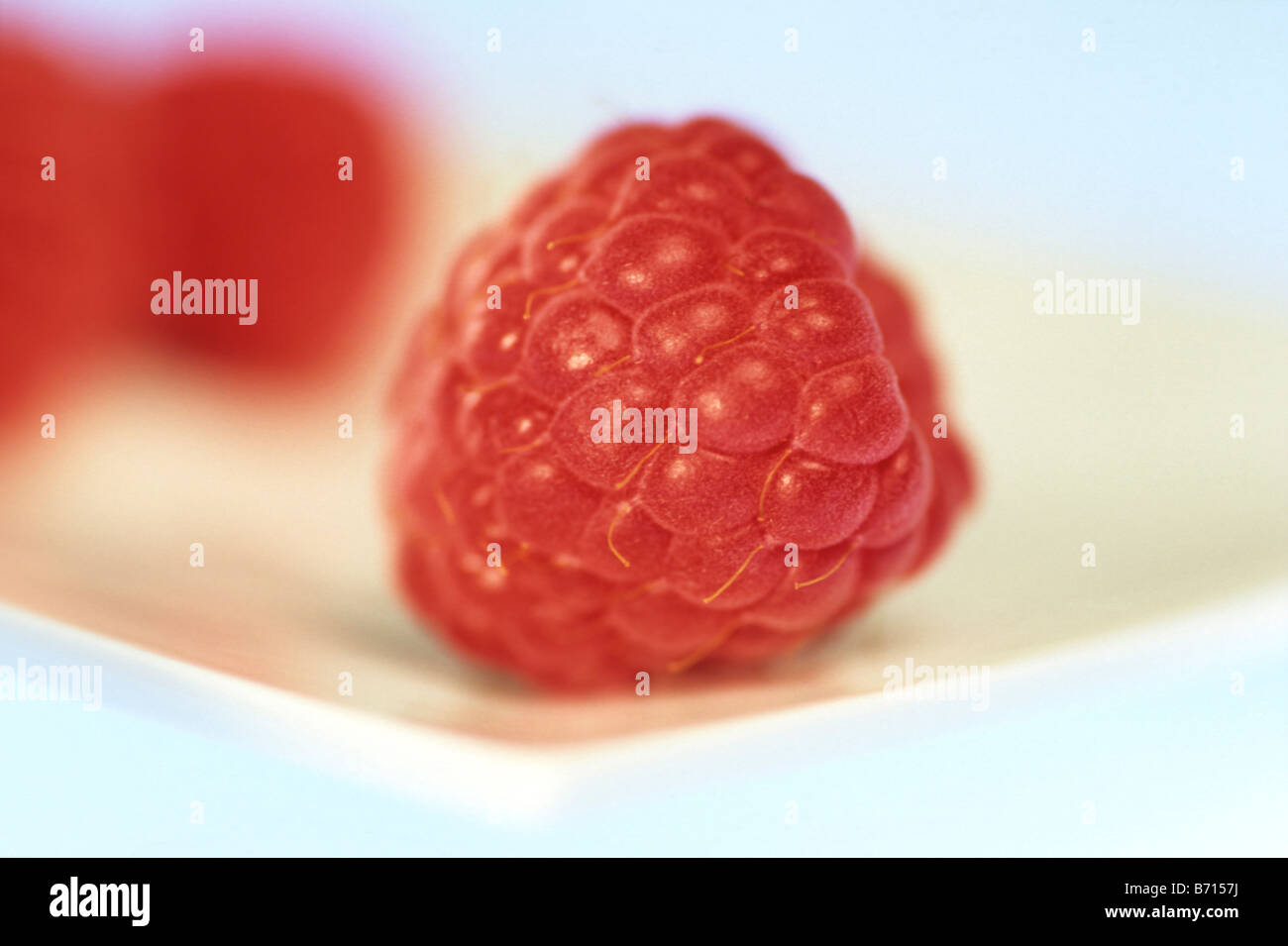 red raspberry rasperries Rubus idaeus Stock Photo - Alamy