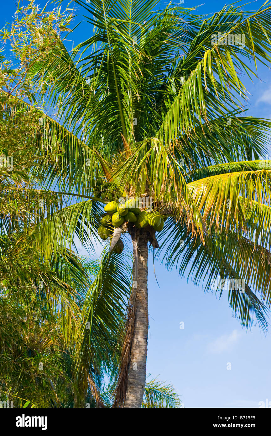 Palm Beach Shores , coconut palm tree with ripe coconuts under blue sky ... Palm Beach Shores , coconut palm tree with ripe coconuts under blue sky ...