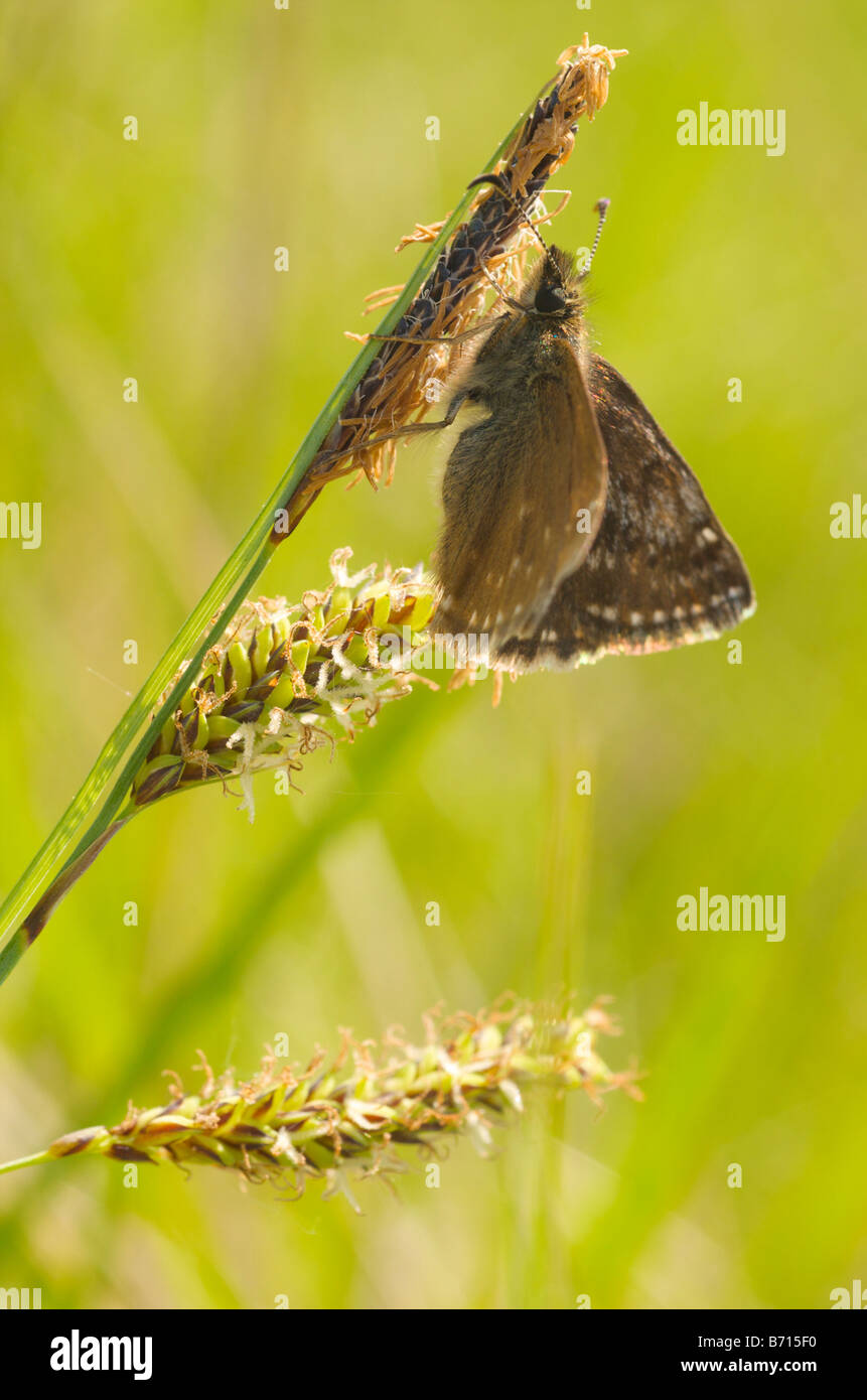 Devil butterfly hi-res stock photography and images - Alamy