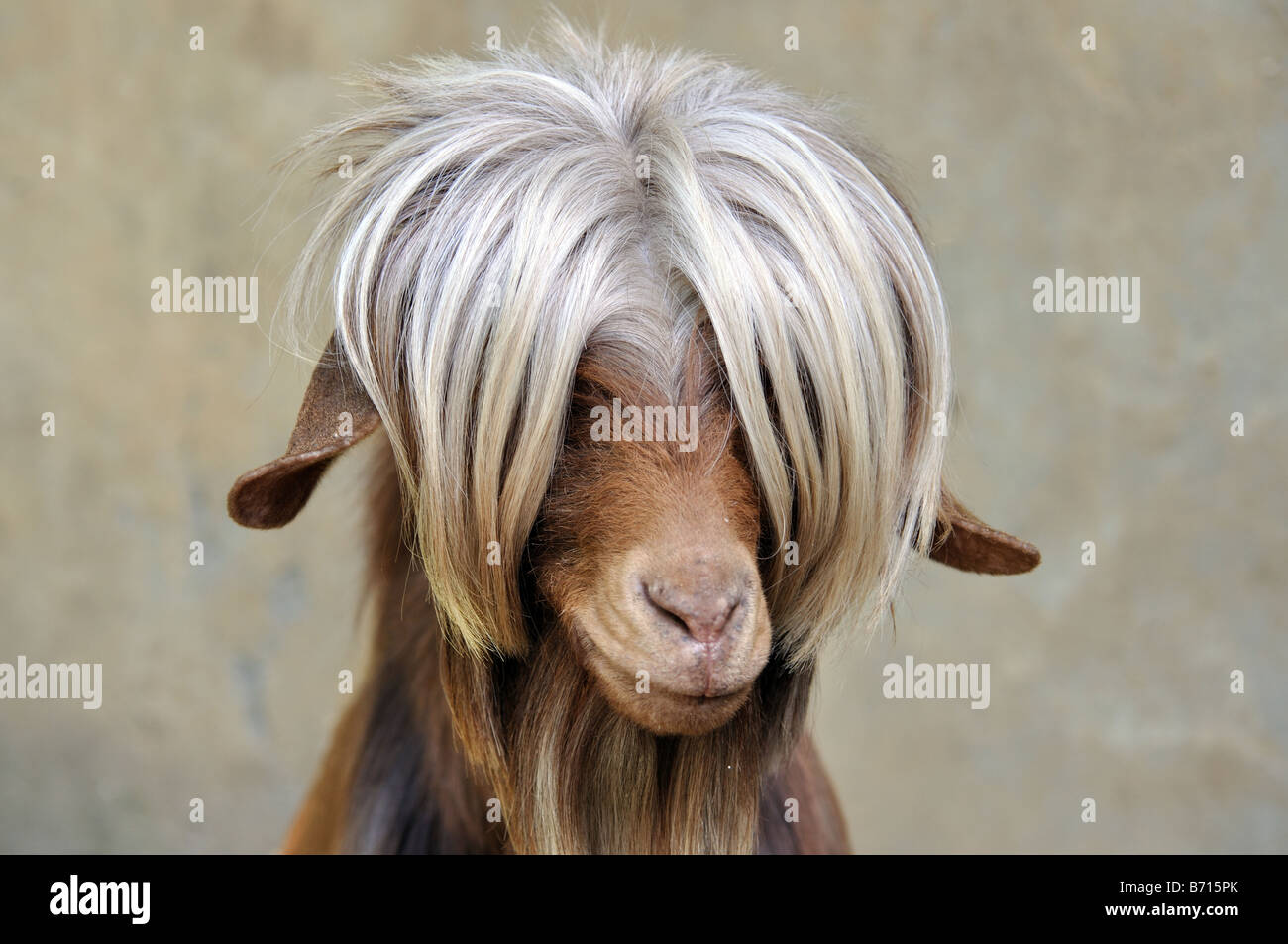 Animalia phylum mammalia hi-res stock photography and images - Alamy