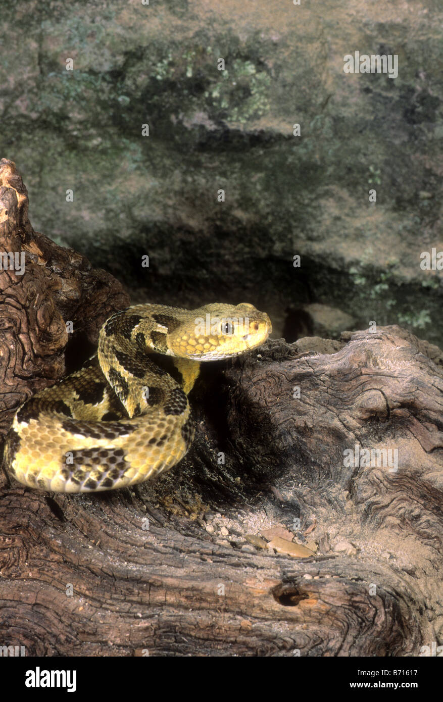 Timber Rattlesnake (Crotalus horridus Stock Photo - Alamy