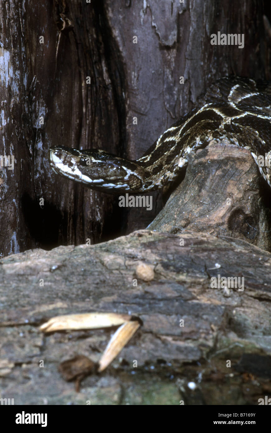 Urutu (Bothrops alternatus Stock Photo - Alamy