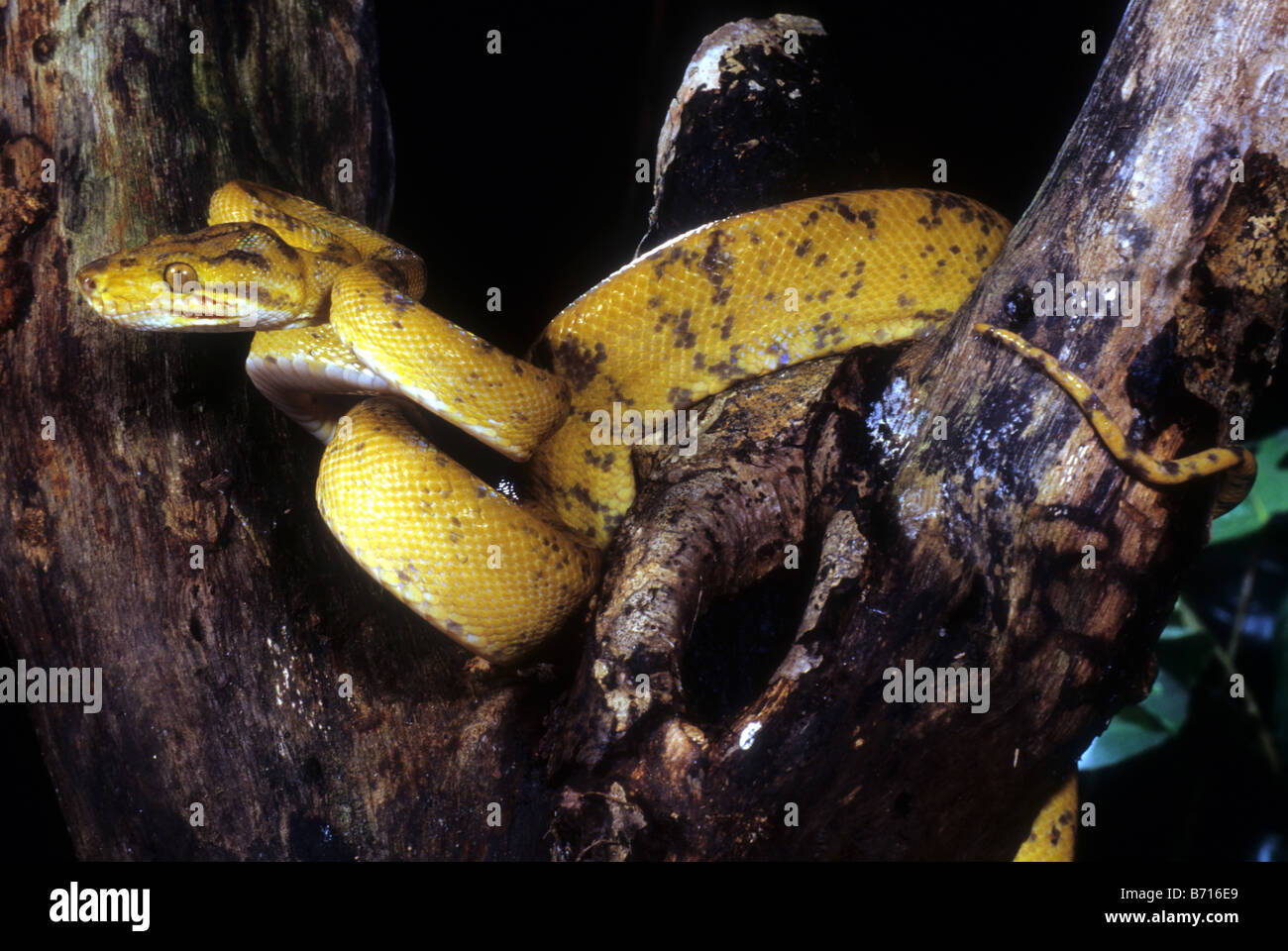 Amazon tree boa corallus enydris hi-res stock photography and images ...