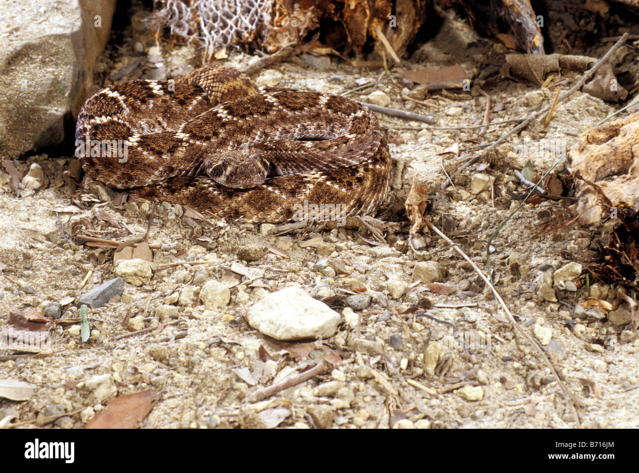 Western Diamondback (Crotalus atrox Stock Photo - Alamy