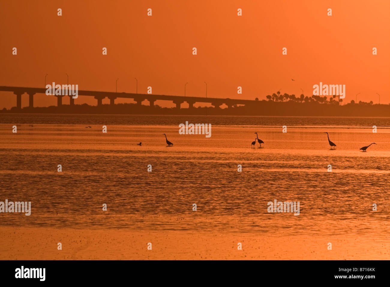 Birds and Bridge Stock Photo - Alamy